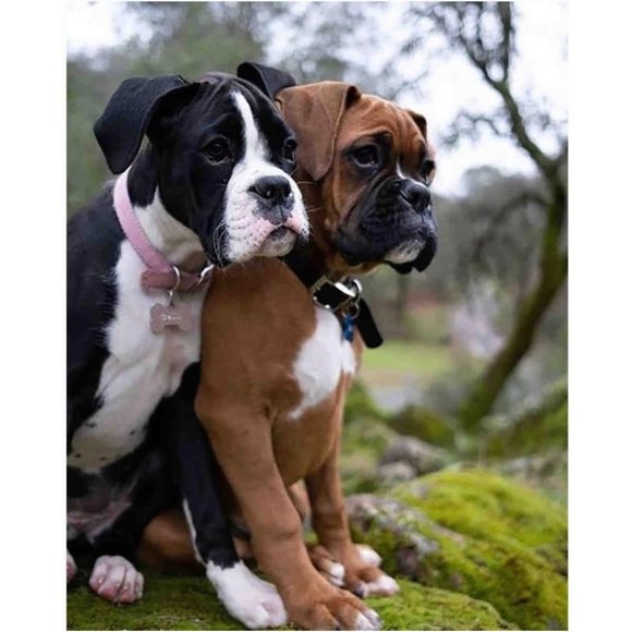 unknown | Office | Diamond Painting Set Boxer Dog Diy Round Full ...